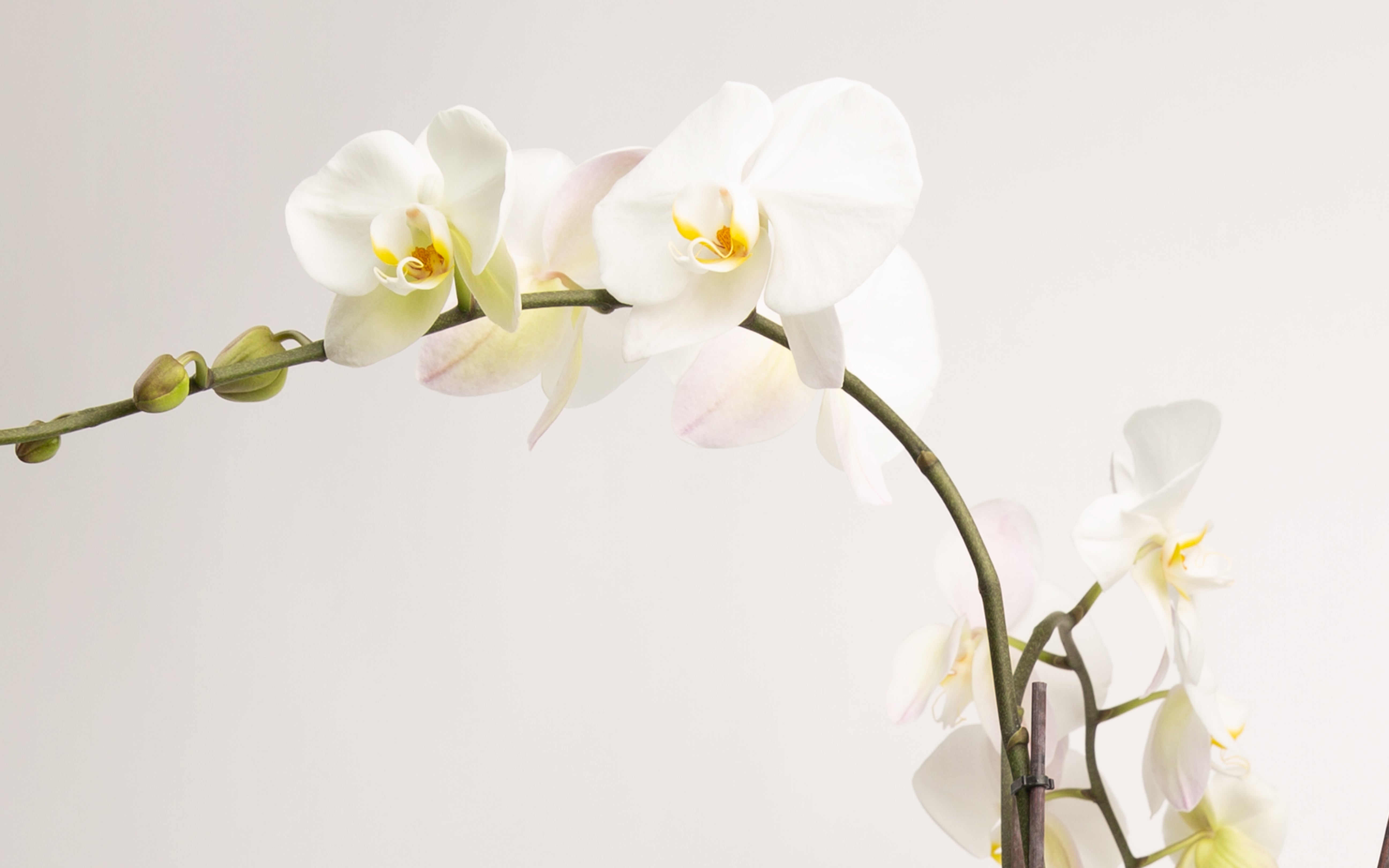 Orchids | Beautiful Bouquets Delivered | Panache – Panache Flowers