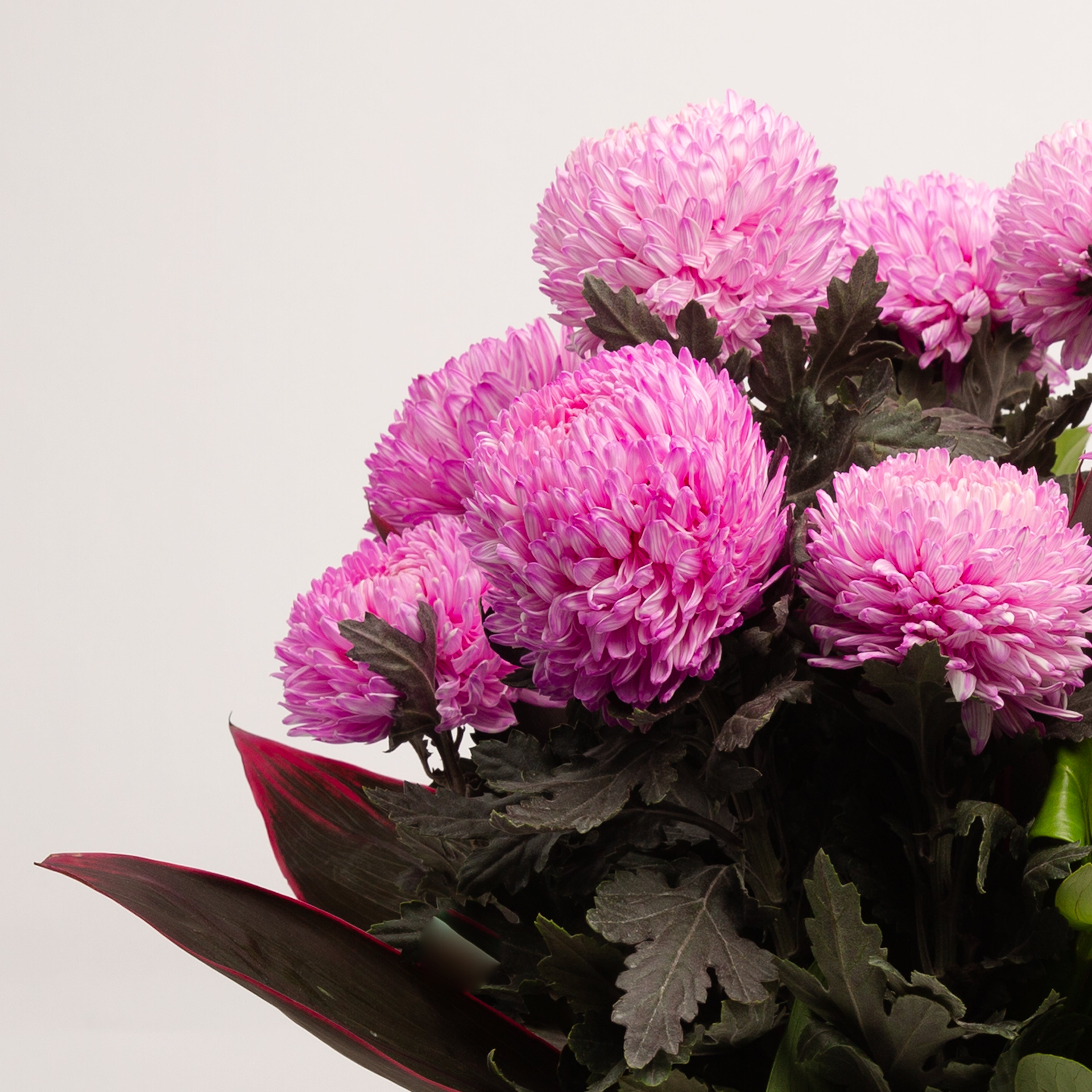 Arrangement of Disbuds – Panache Flowers