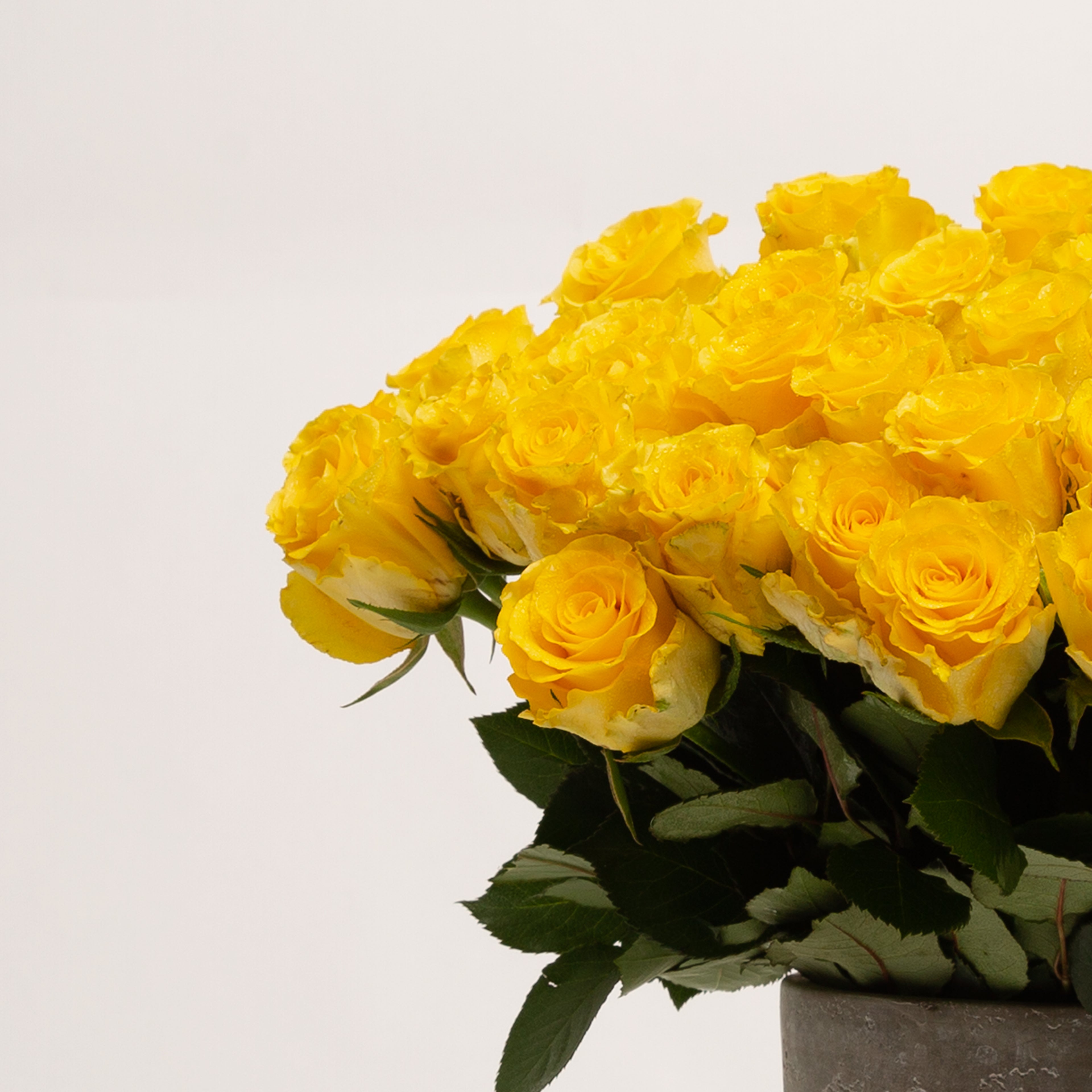 40cm Roses | Melbourne Delivery | Panache Flowers